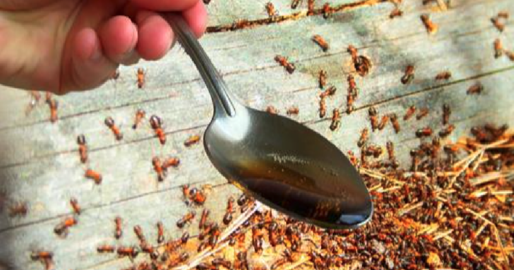 Jeśli masz problem z mrówkami podpowiadamy, jak domowymi sposobami, bez ...